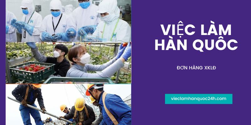 300+ Việc Làm Hàn Quốc - Lương Cao, Dễ Trúng Tuyển [2024]